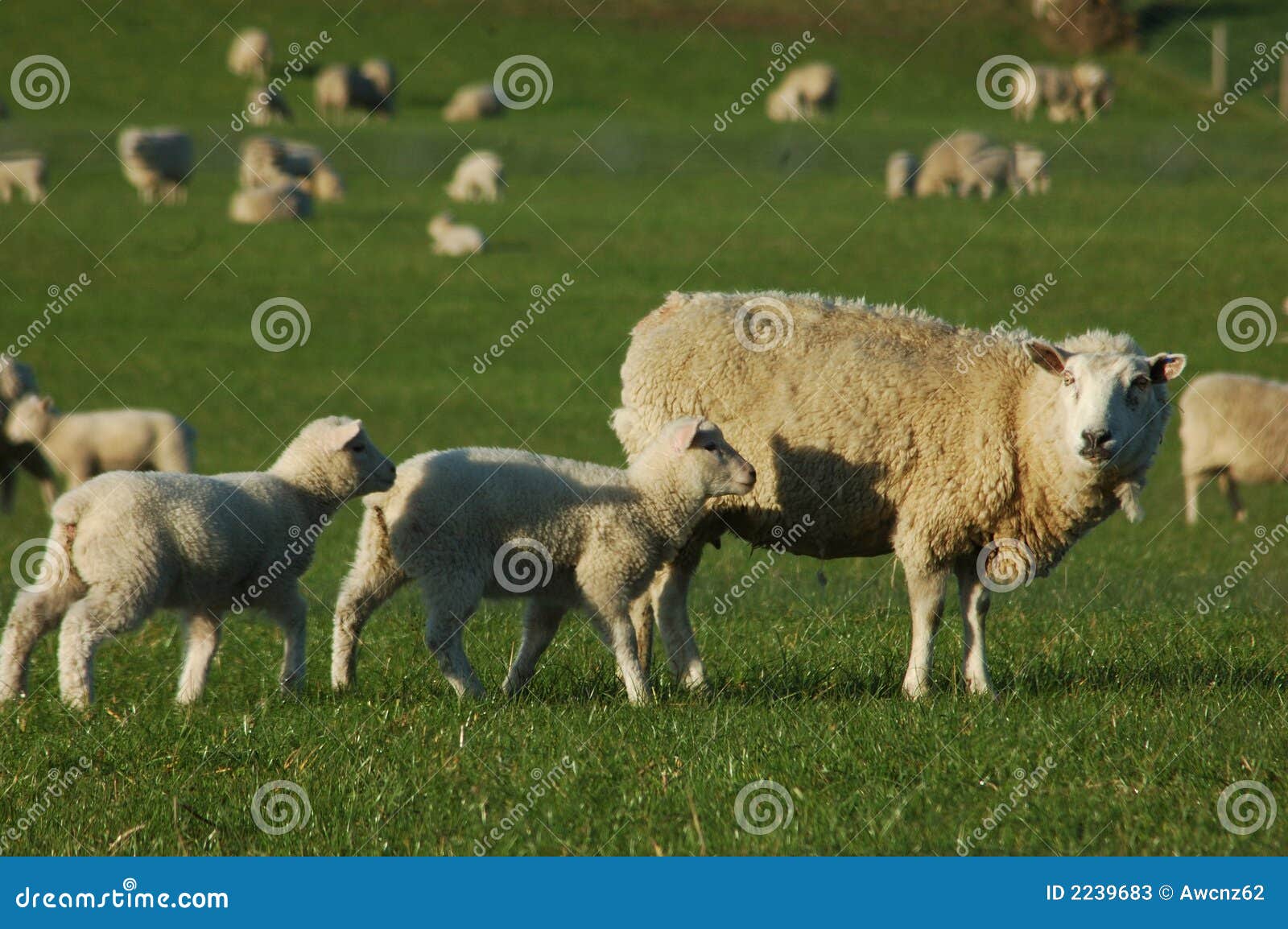 Mob of sheep stock image. Image of rural, meat, livestock - 2239683