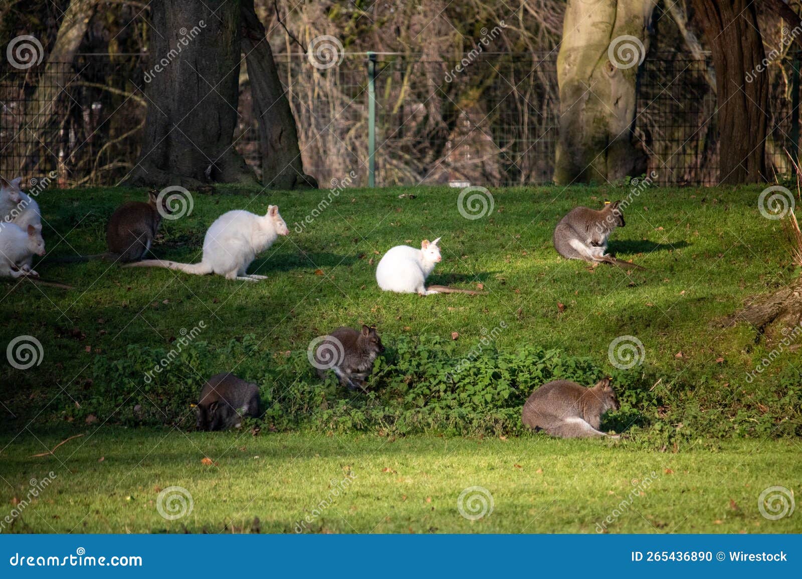 Mob of Wallabies Resting on the Grass at Sunlight Stock Photo - Image ...