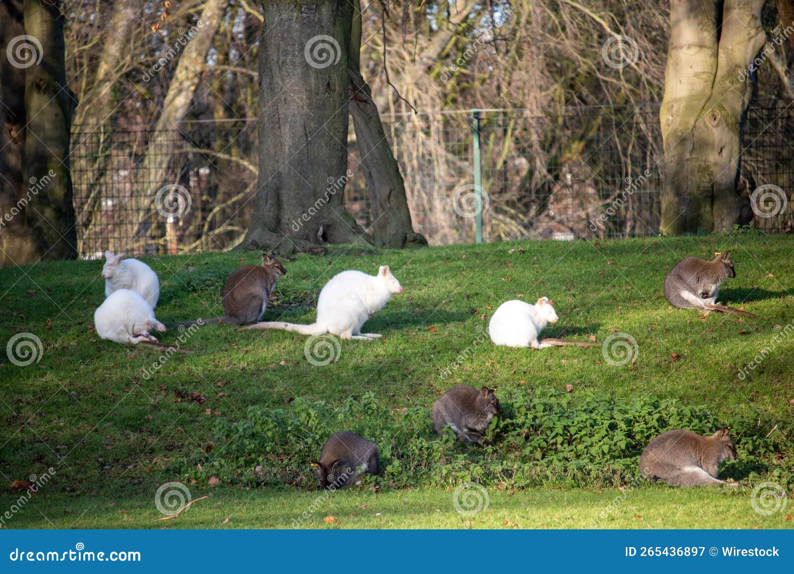 Mob of Wallabies Resting on the Grass at Sunlight Stock Image - Image ...