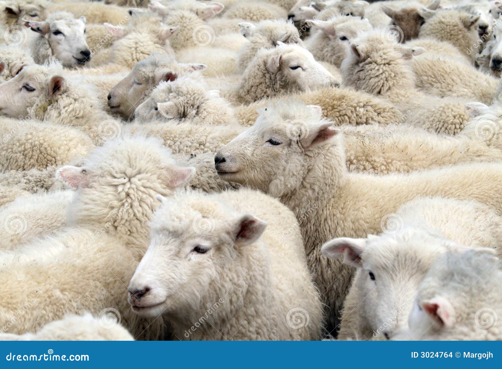 Mob of White Sheep stock photo. Image of woolly, close - 3024764