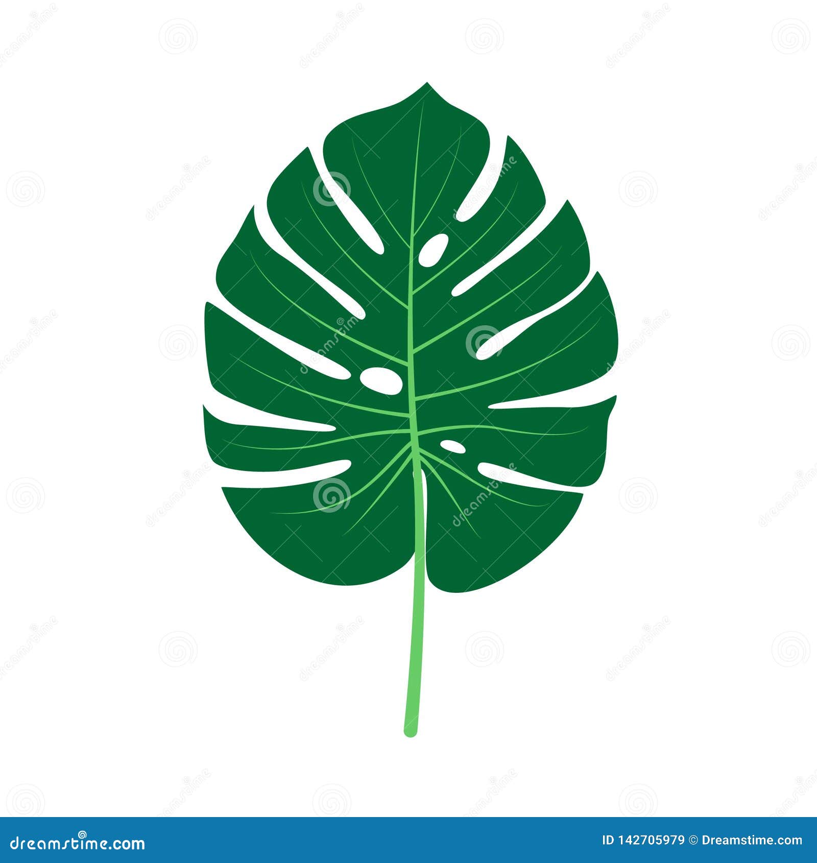 Monstera Leaf Hand Draw Vintage Engraving Clip Art Isolated On W ...