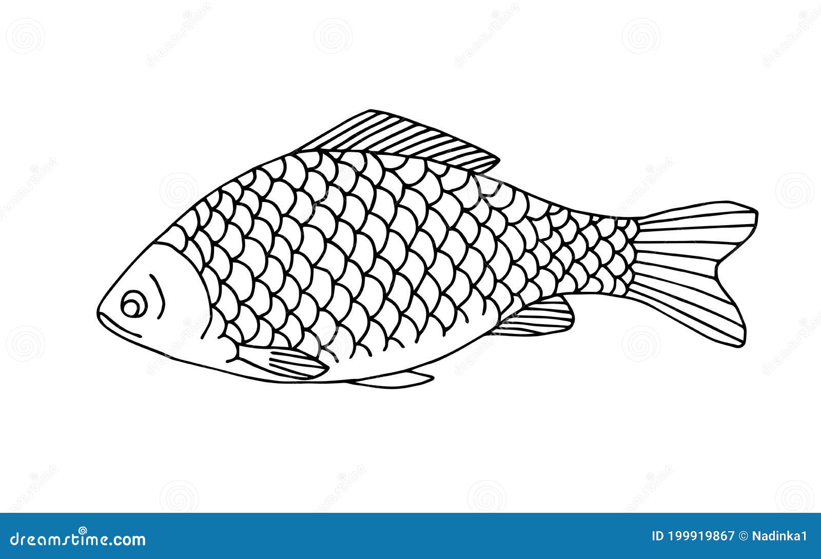 Freshwater Lake Fish Crucian Carp. Hand Drawn Vector Drawing. Stock ...