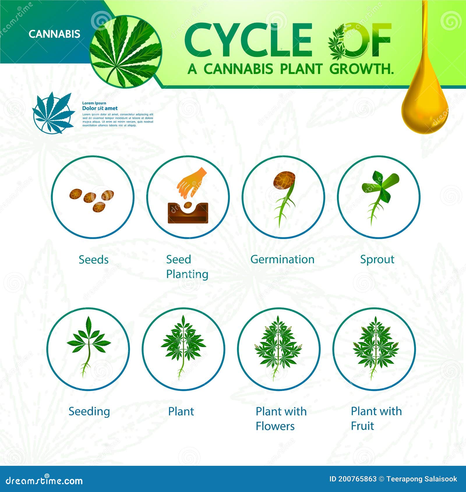 The Cycle of a Cannabis Plant Growth Vector Illustration. Stock Vector ...