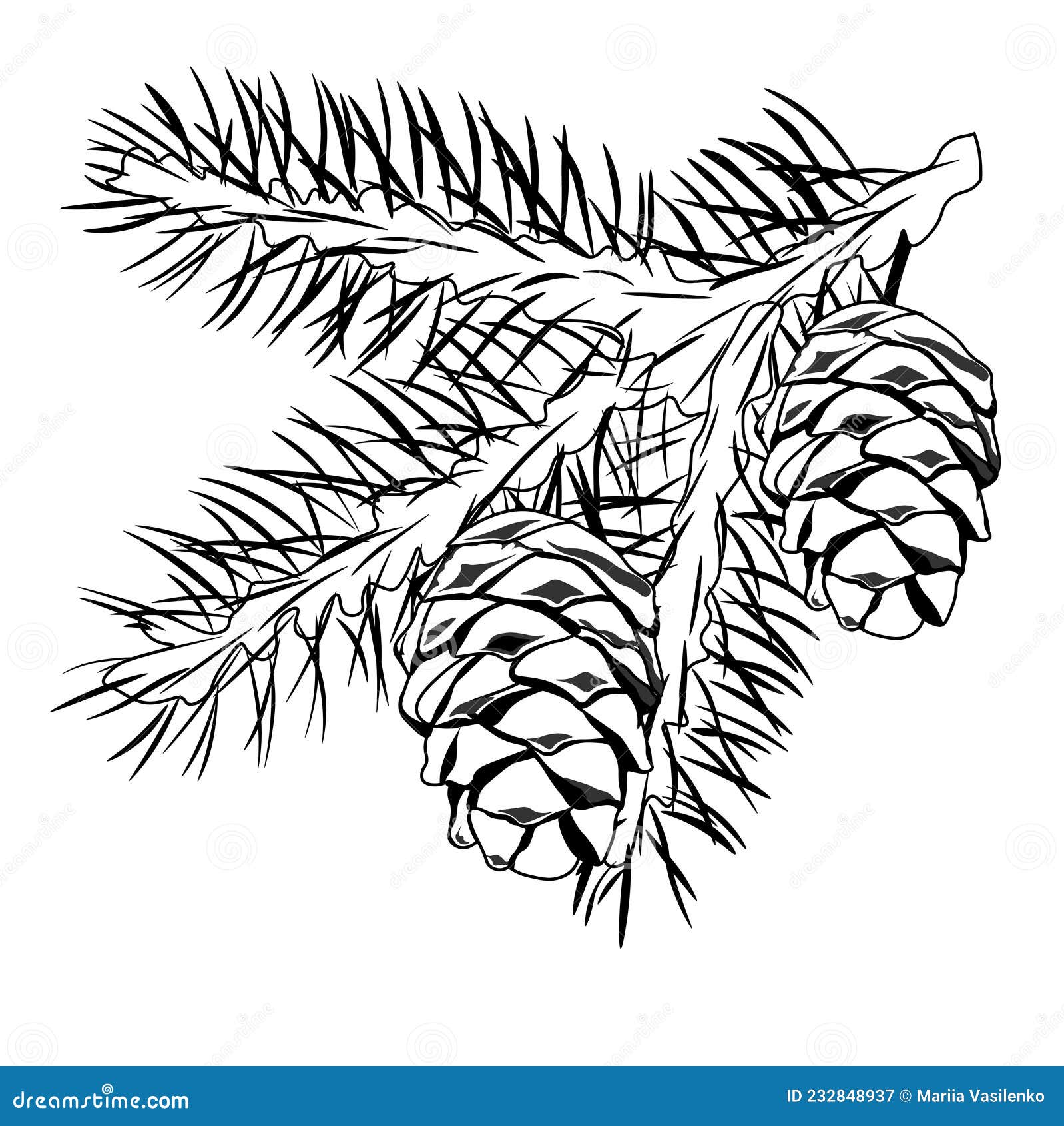 Cedar Branch with a Cone Vector Stock Illustration. Coniferous ...