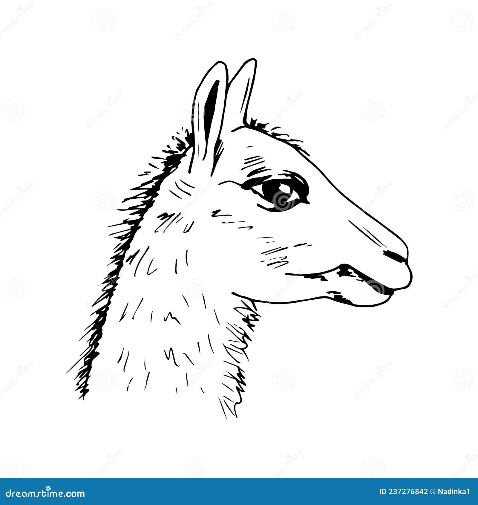 Alpaca Head Contour Side View Isolated on a White Background. Stock ...
