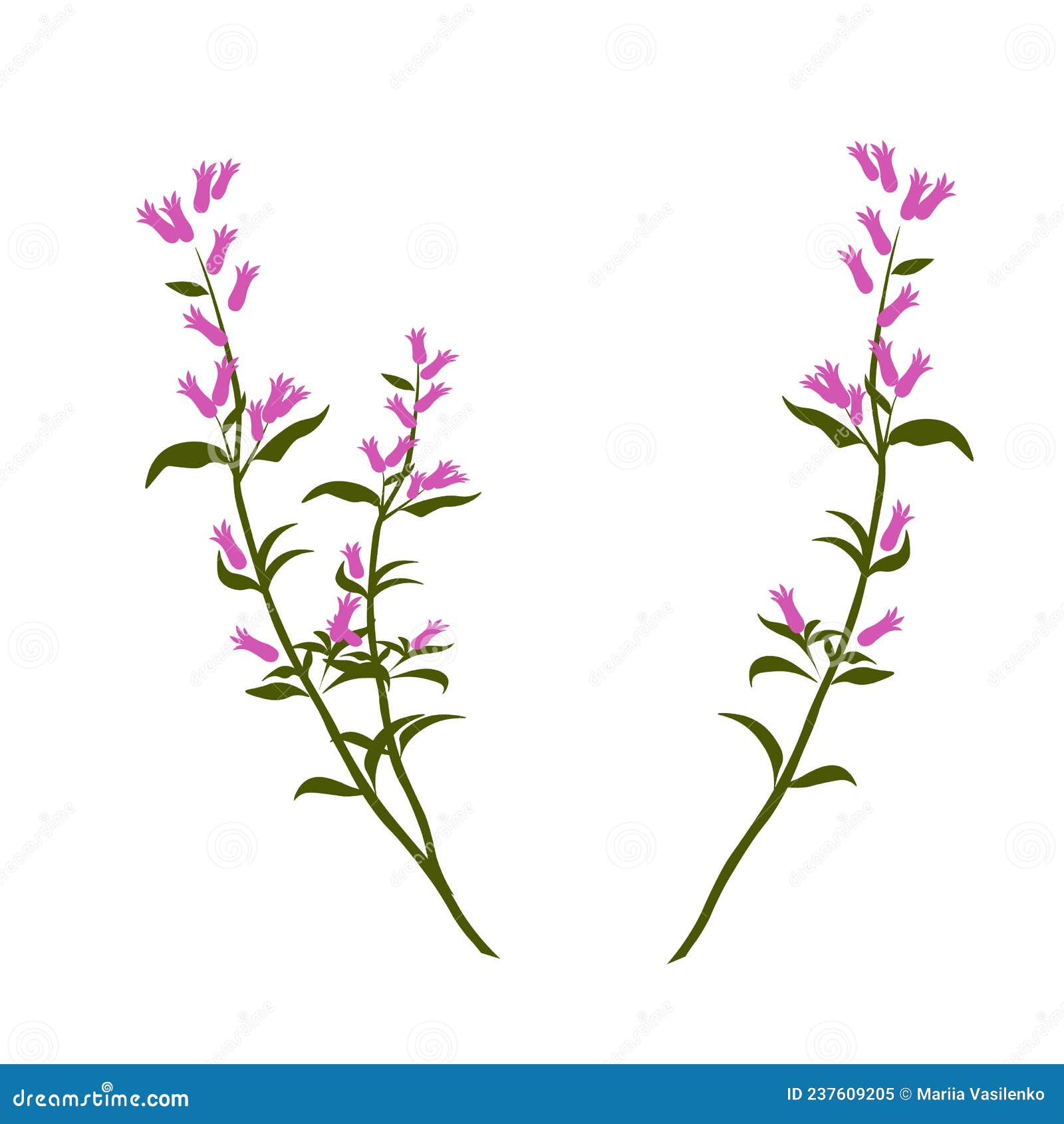 Heather, Vector Image On A White Background | CartoonDealer.com #237528102