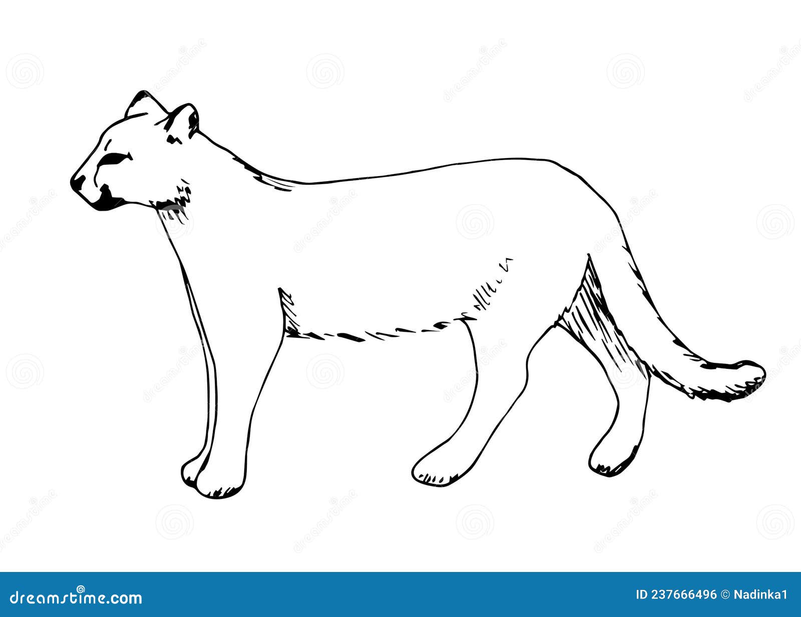 Hand-drawn Ink Vector Drawing. Wild Animal Cougar In Full Growth Side ...