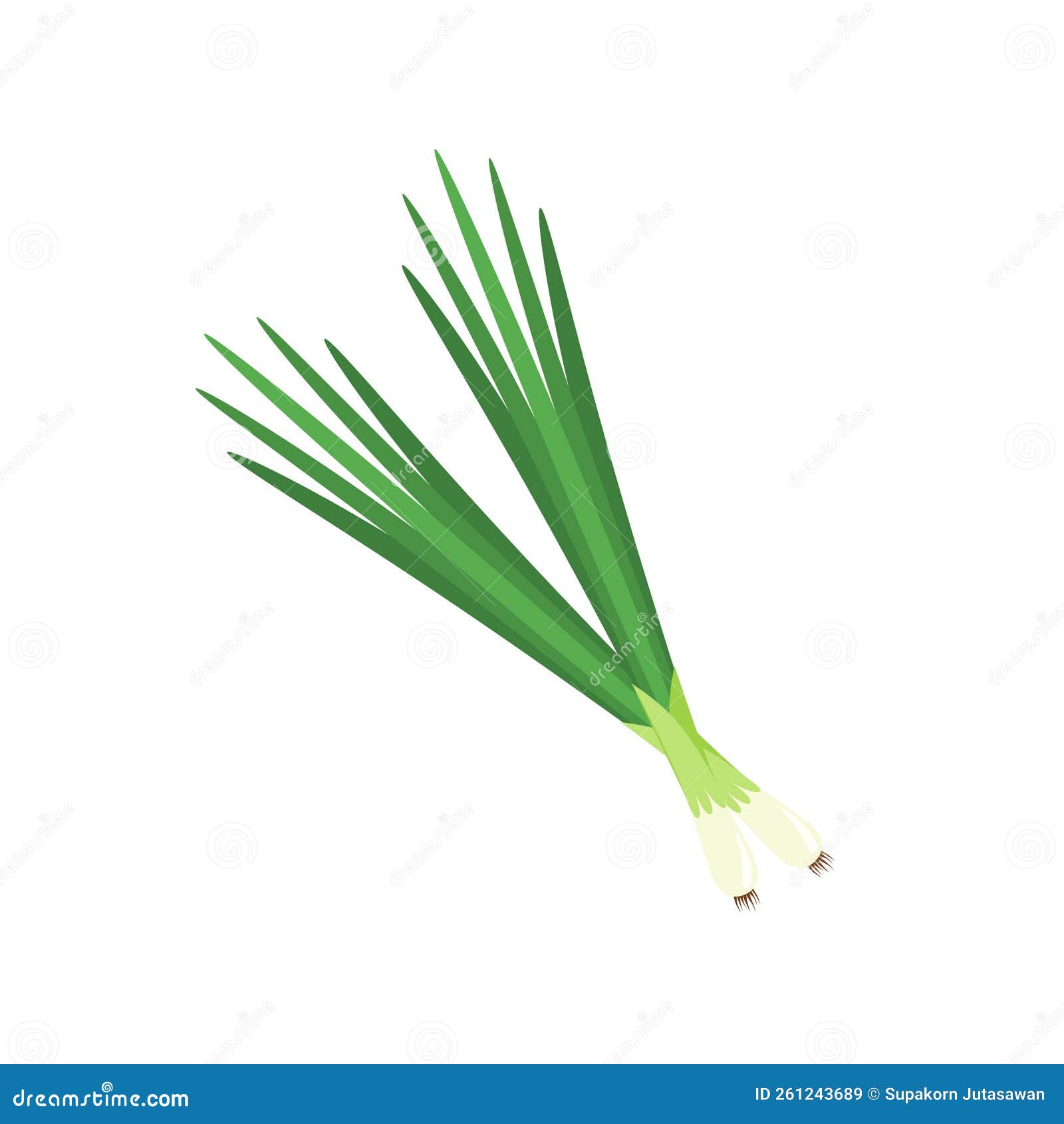 Spring onions. stock illustration. Illustration of dinner - 261243689