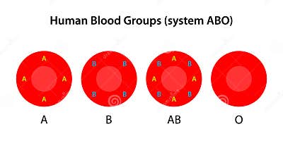 Human Blood Groups, ABO System. Antigens a and B on Red Blood Cells ...