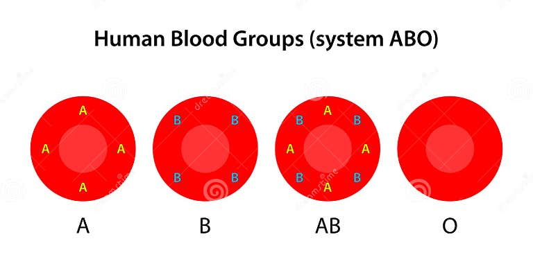 Human Blood Groups, ABO System. Antigens a and B on Red Blood Cells ...