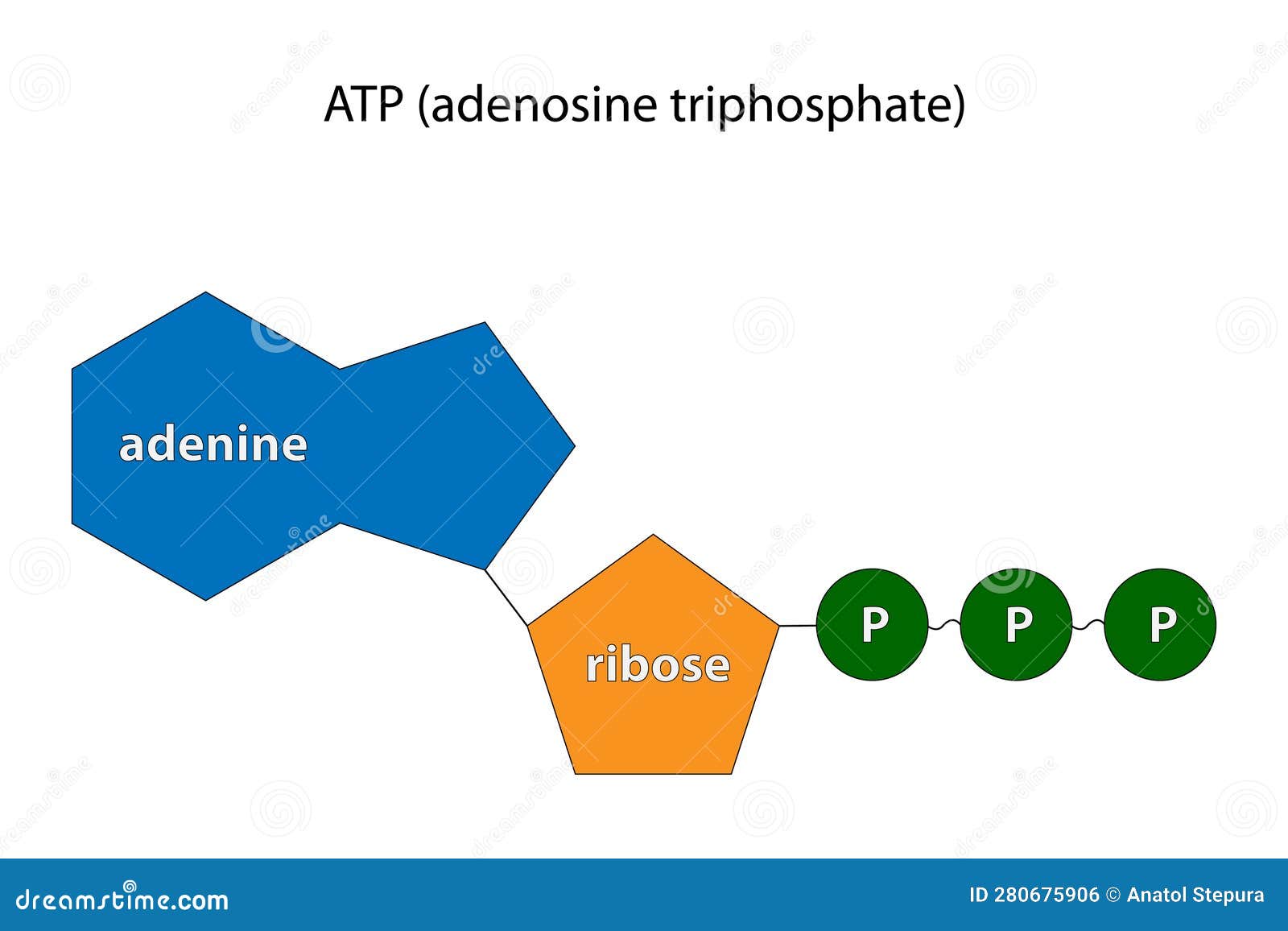 Adenosine Triphosphate (ATP). Chemical Formula. Vector Illustration ... Adenosine Triphosphate (ATP). Chemical Formula. Vector Illustration ...