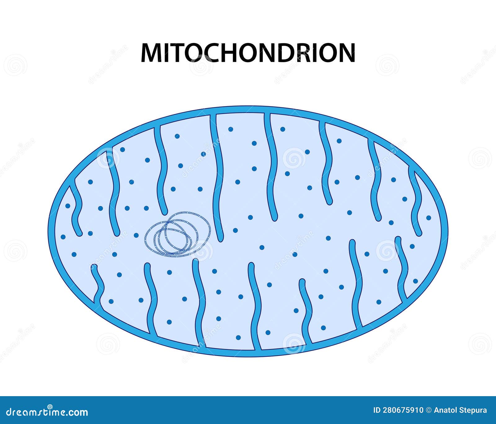 Mitochondria The Powerhouse Of The Cell Cartoon Vector | CartoonDealer ...