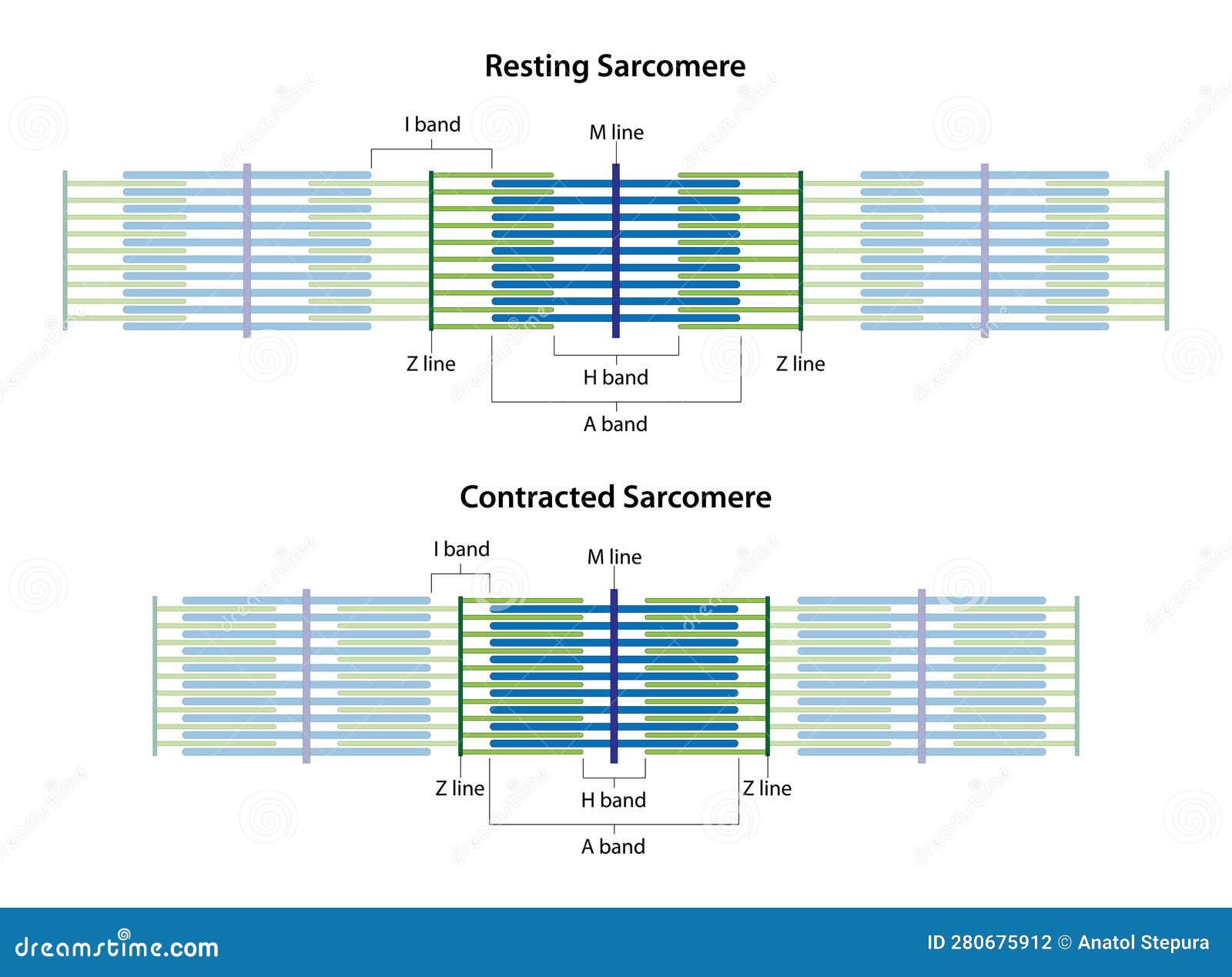 Sarcomeres in Different Functional Stages: Resting and Contracted ...