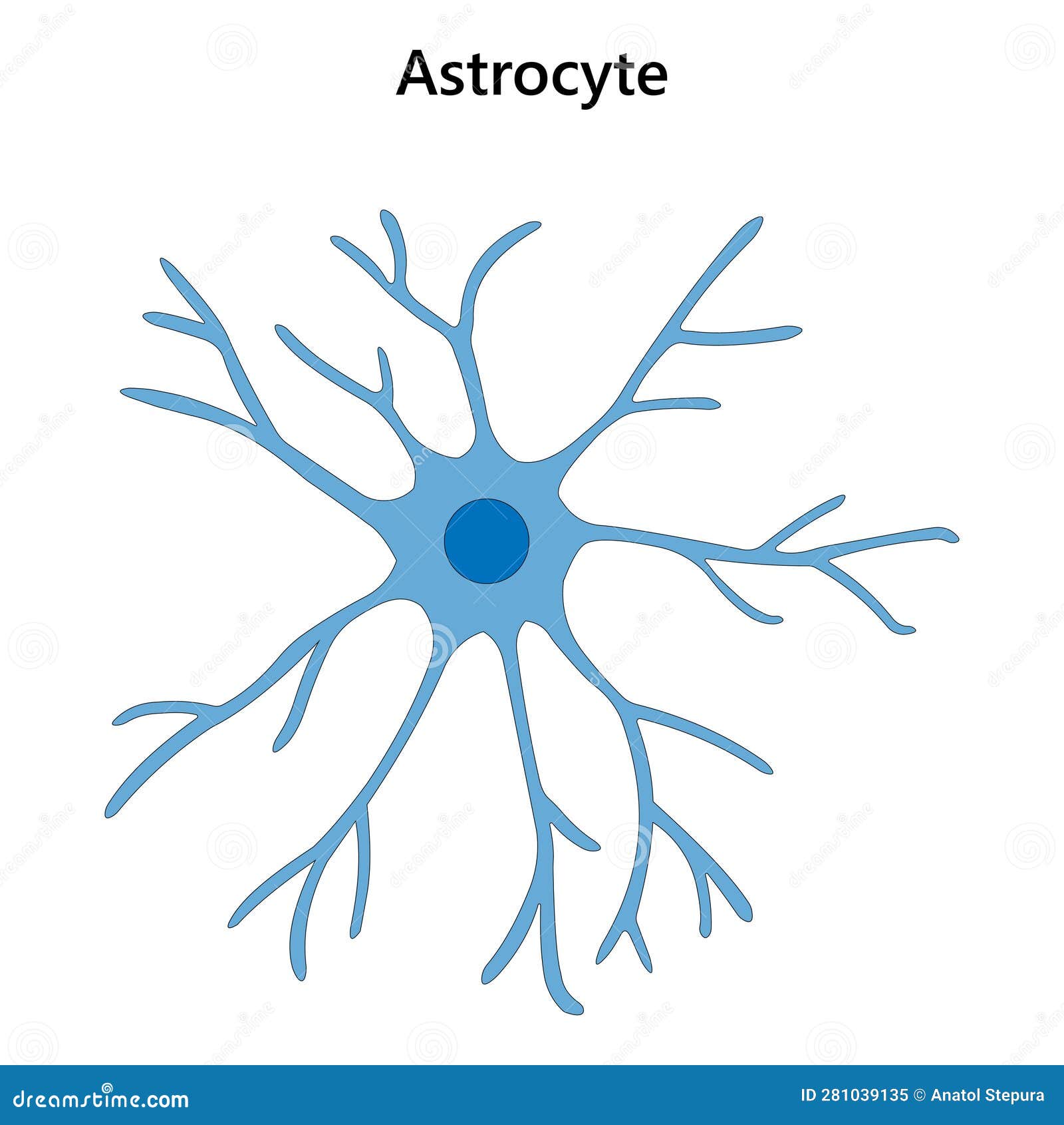 Astrocyte. Glial Cell. Vector Illustration. Stock Vector - Illustration ...