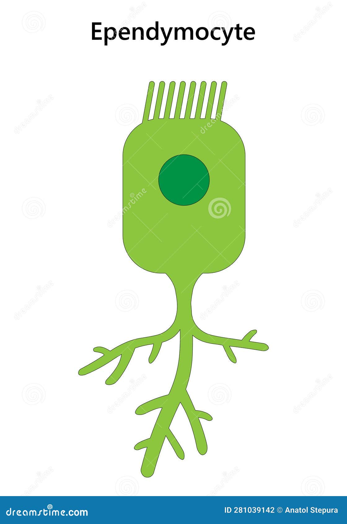 Ependymocyte, a Type of Glial Cell. Stock Vector - Illustration of ...