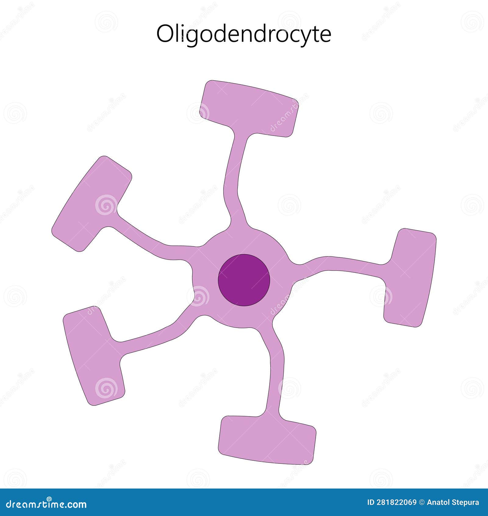 Oligodendrocyte, a Type of Glial Cell. Stock Vector - Illustration of ...