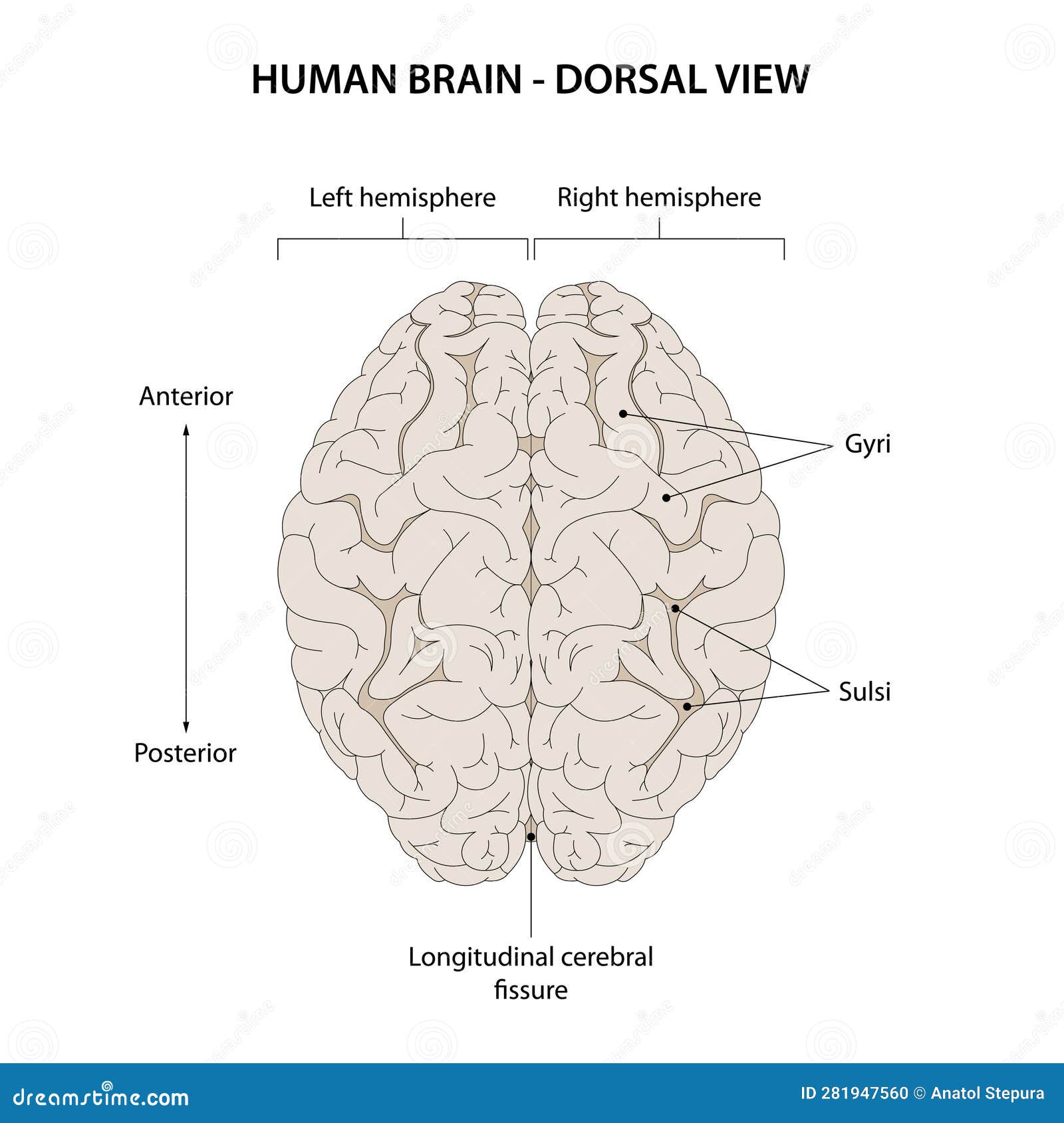 Dorsal View of the Human Brain. Stock Vector - Illustration of view ...