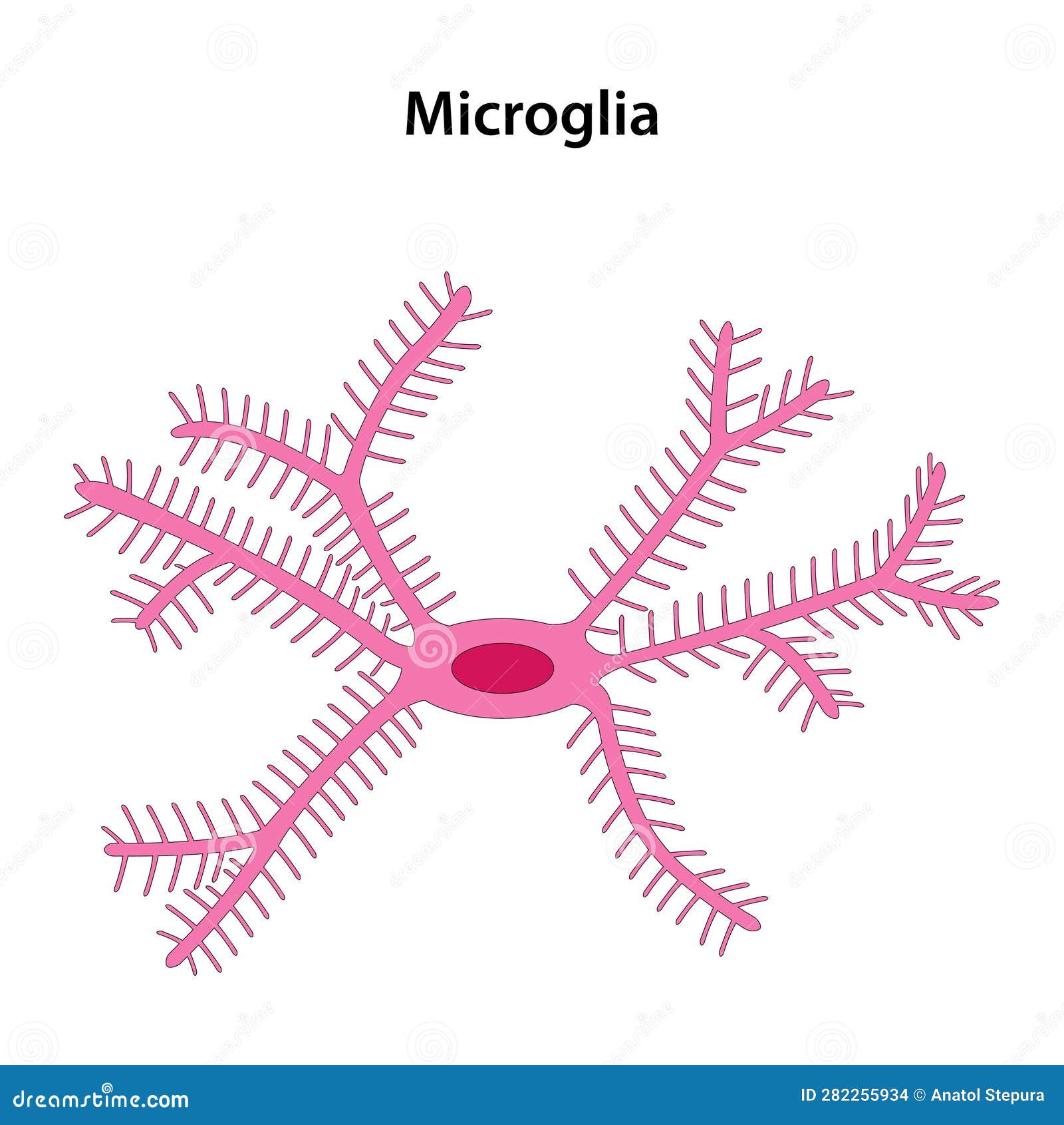 Microglial Cell, a Type of Neuroglia. Stock Vector - Illustration of ...