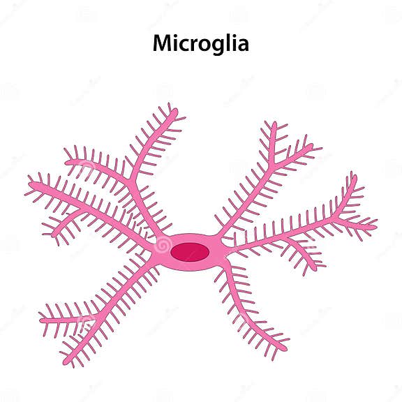 Microglial Cell, a Type of Neuroglia. Stock Vector - Illustration of ...