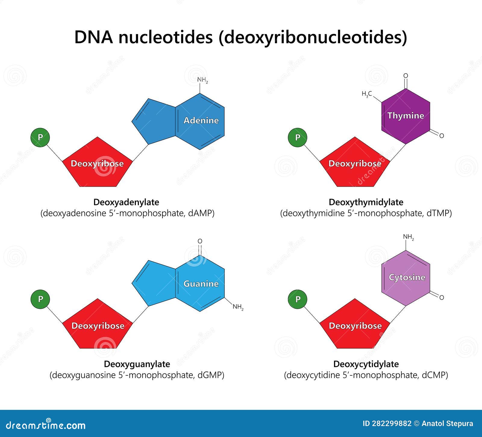 DNA Nucleotides (deoxyribonucleotides). Vector Illustration ...