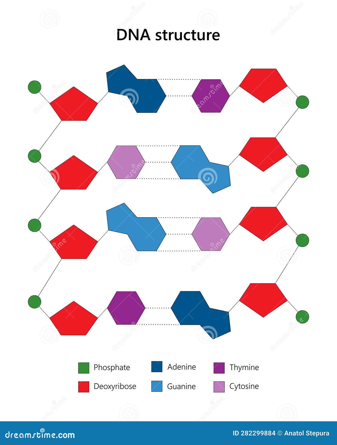 DNA Structure. Ladder Configuration. Stock Vector - Illustration of ...