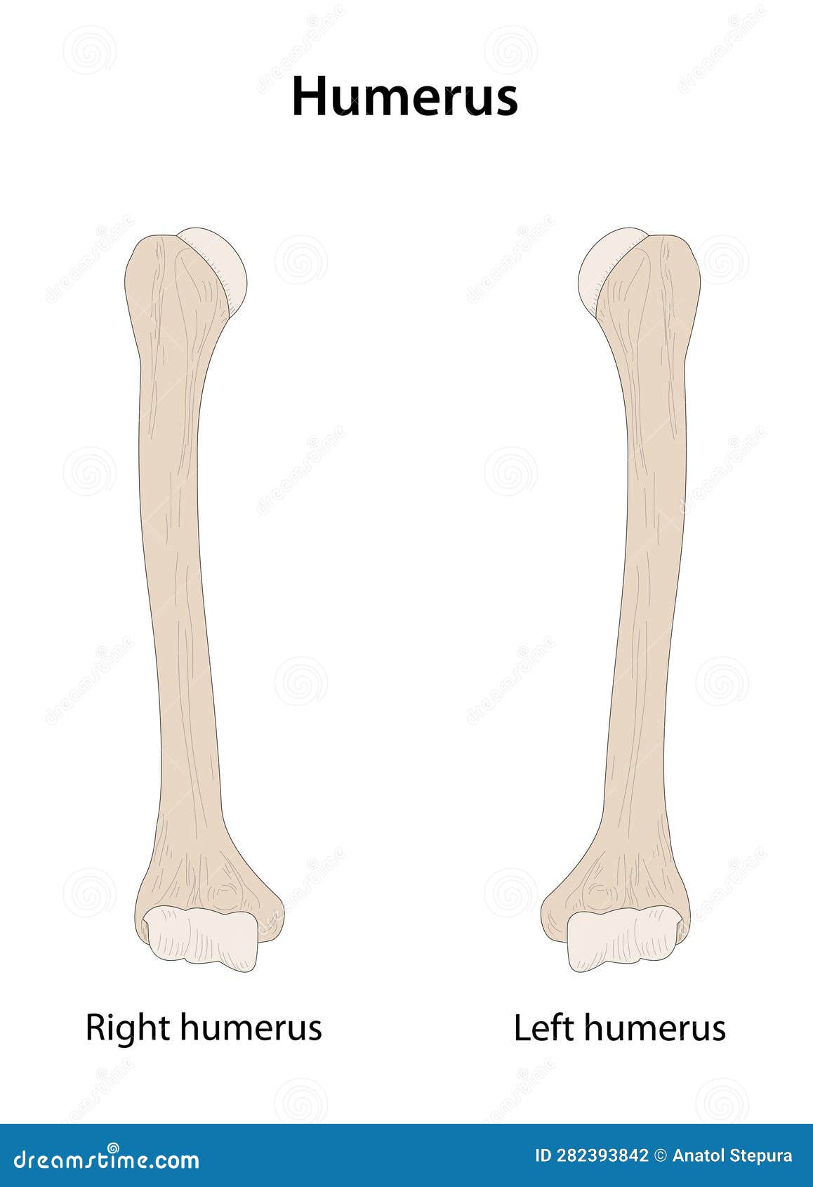 Right Humerus and Left Humerus. Anterior (ventral) View. Stock Vector ...