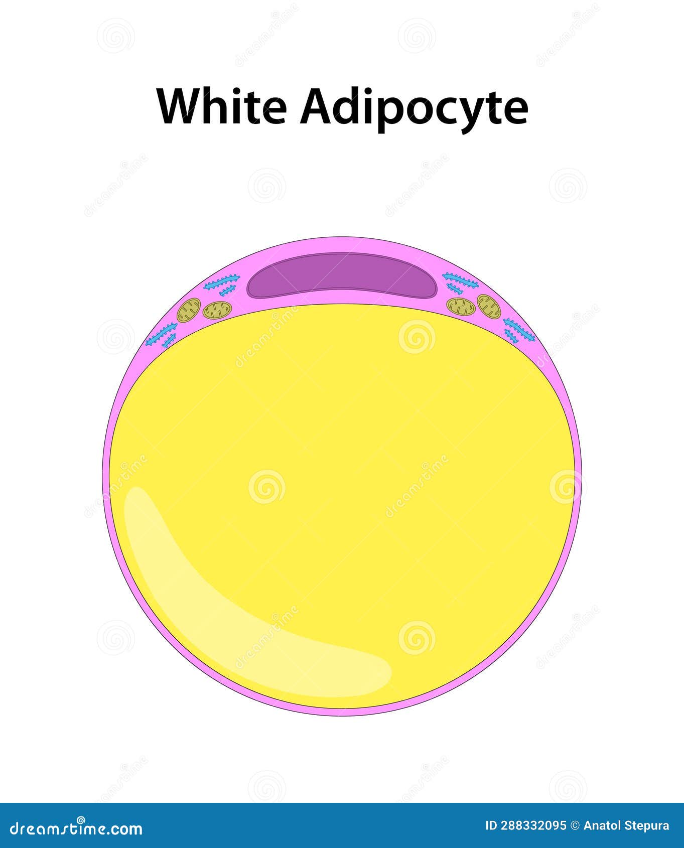 Adipocyte Fatty Acid Binding Protein With Carboxylic Acid Ligand ...