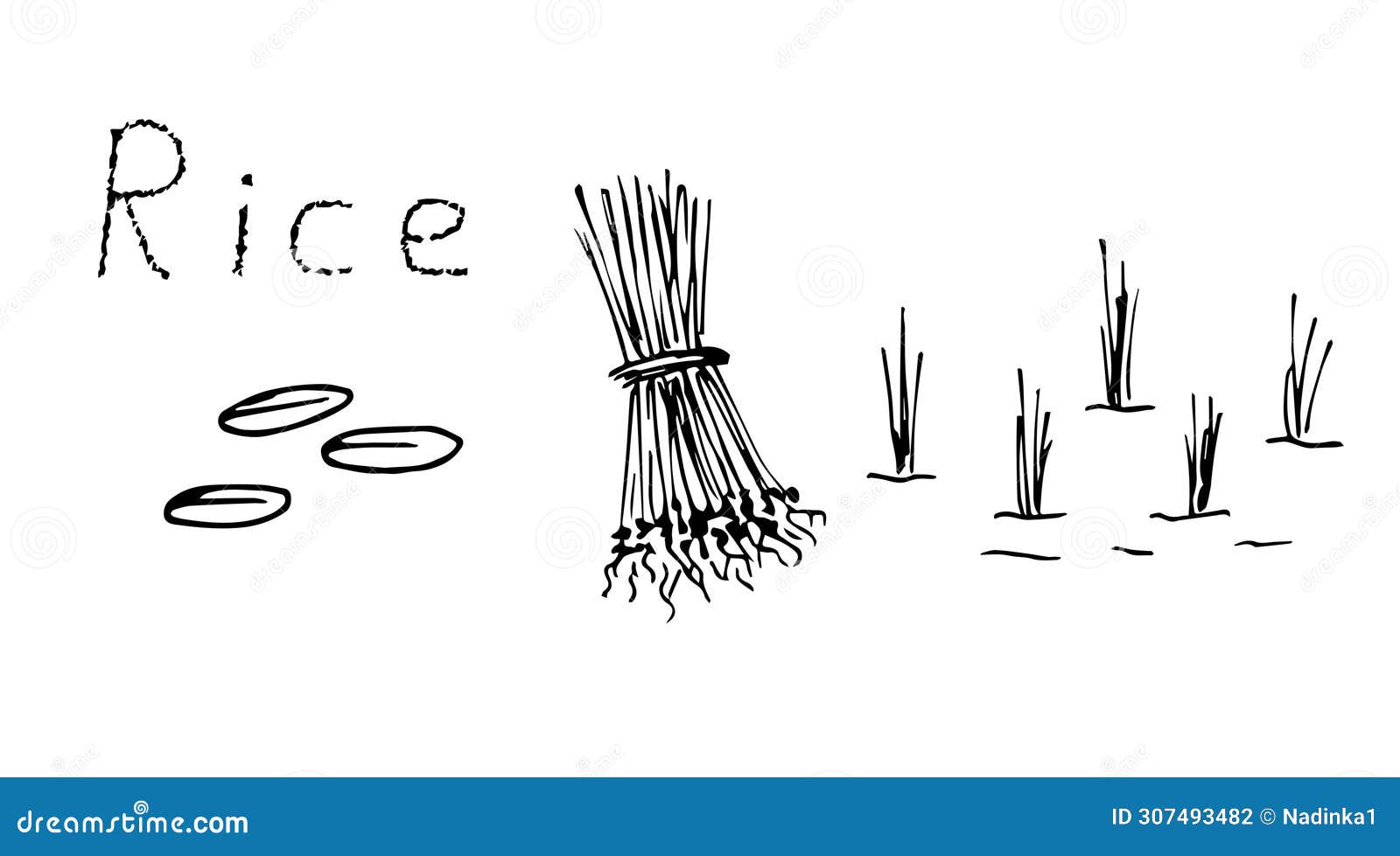 Stages of Rice Planting, Plant Cultivation, Agriculture, Grain Products ...