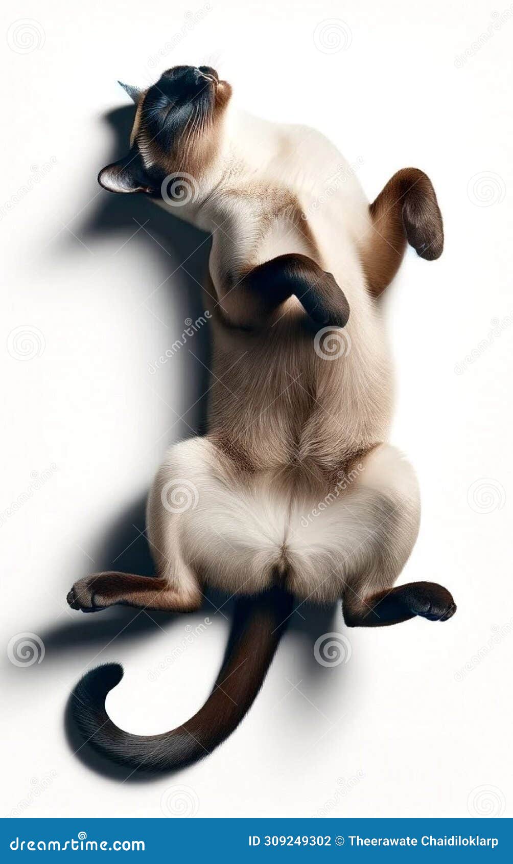 A Siamese Cat is Sleeping on Its Back Stock Photo - Illustration of ...