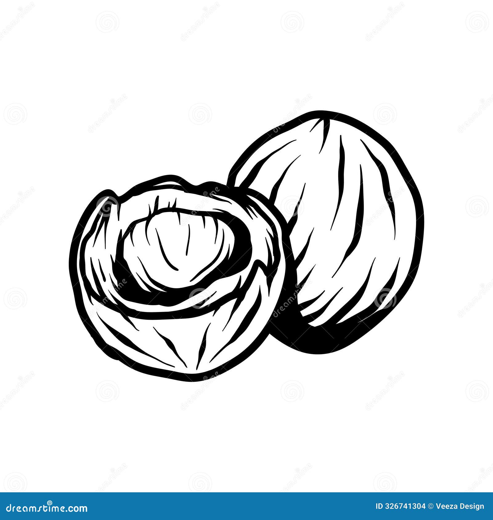 Two Coconuts Line Art Sketch Classic Vintage Design Stock Illustration ...