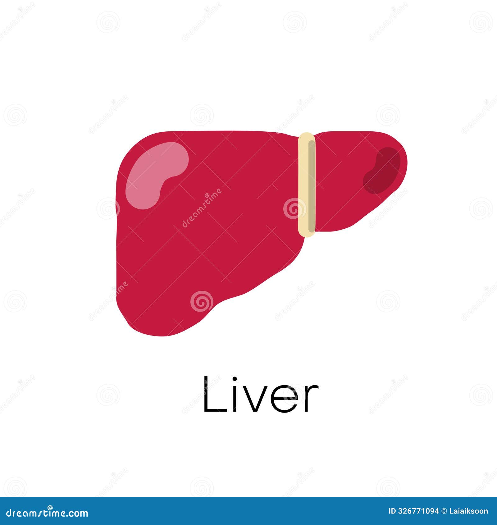 Liver Anatomy Structure. Vector Hepatic System Organ, Digestive ...