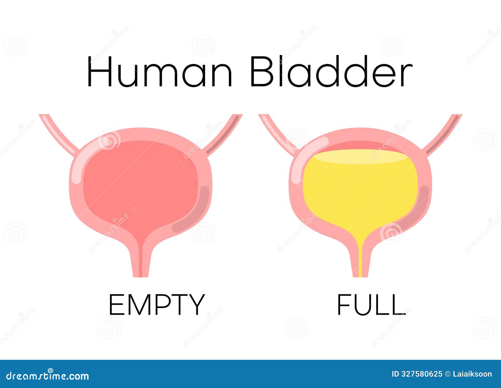 Human Bladder Anatomy. Empty and Full Urinary Bladder Stock Vector ...