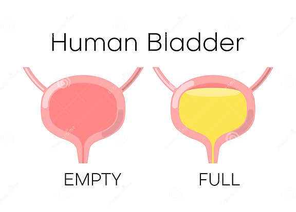 Human Bladder Anatomy. Empty and Full Urinary Bladder Stock Vector ...