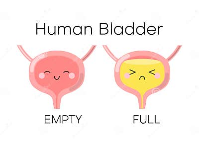 Cute Happy Empty Bladder and Sad Sick Full Bladder, Funny Human Bladder ...