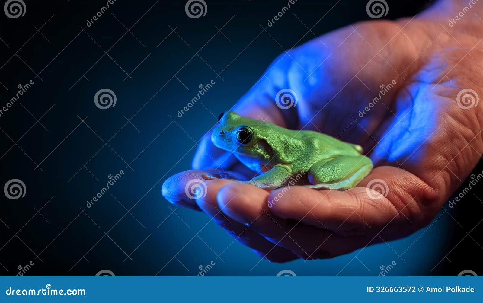 Mobile Capturing Image and Showing Information of Frog on the Display ...