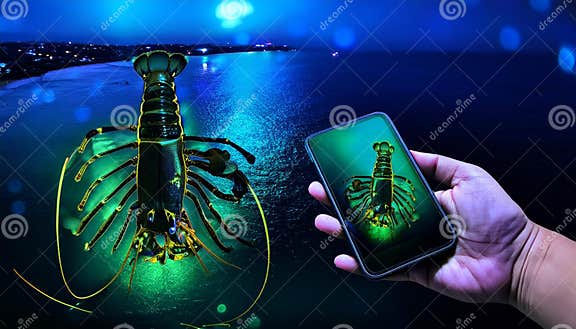 Mobile Capturing Image and Showing Information of Lobster on the ...