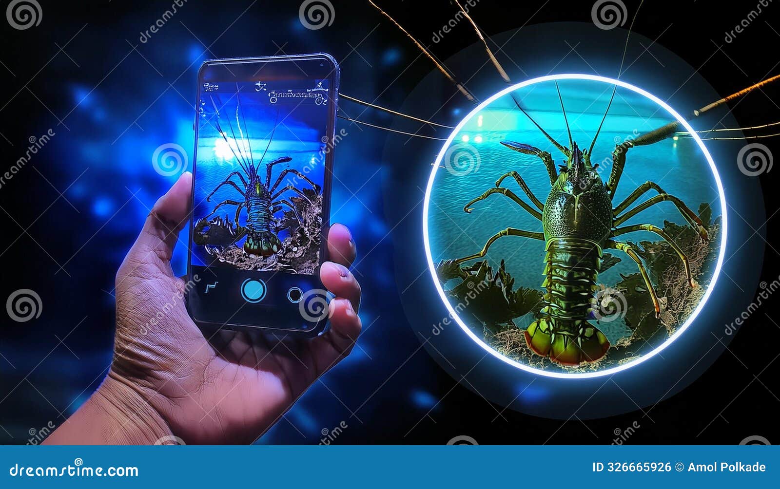 Mobile Capturing Image and Showing Information of Lobster on the ...