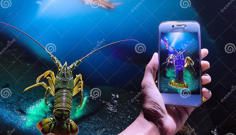 Mobile Capturing Image and Showing Information of Lobster on the ...