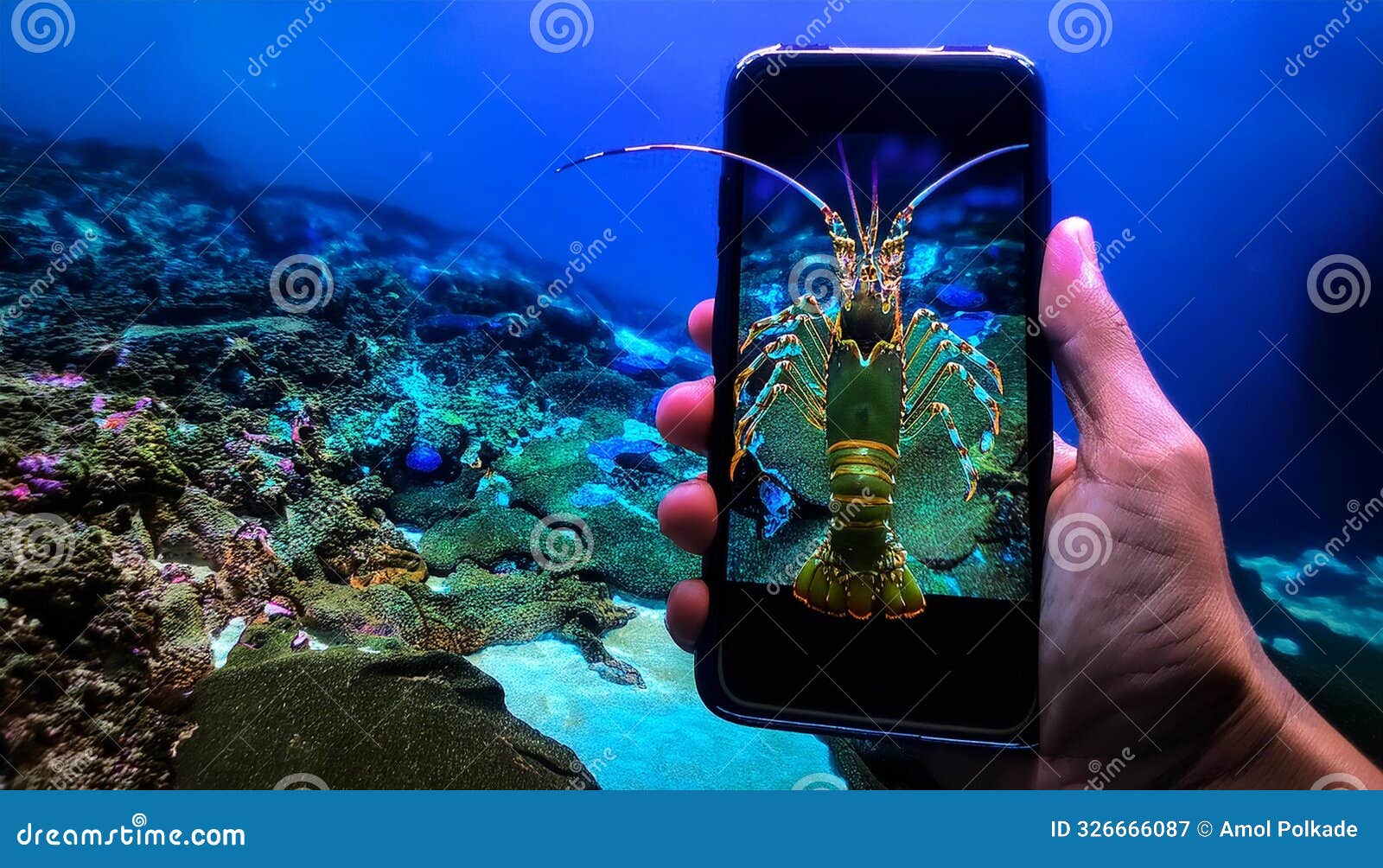Mobile Capturing Image and Showing Information of Lobster on the ...