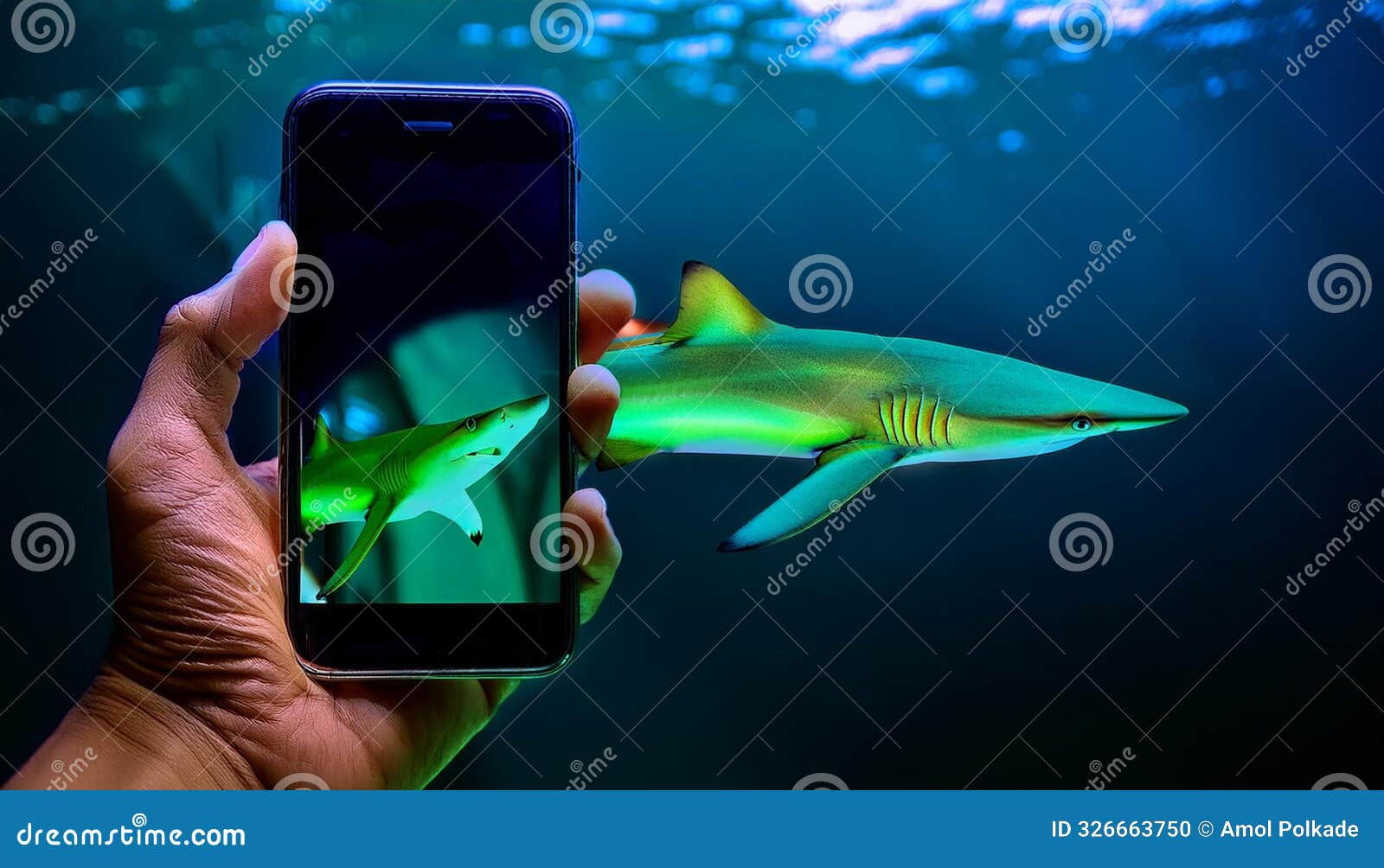 Mobile Capturing Image and Showing Information of Shark on the Display ...
