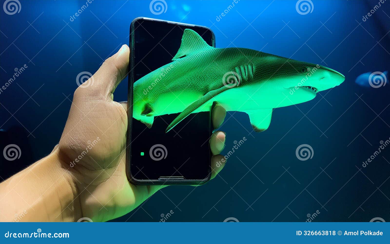 Mobile Capturing Image and Showing Information of Shark on the Display ...