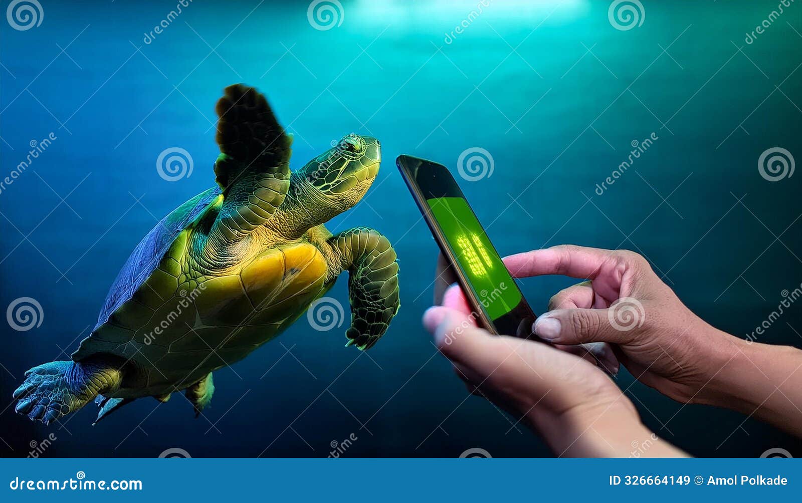 Mobile Capturing Image and Showing Information of Turtle on the Display ...