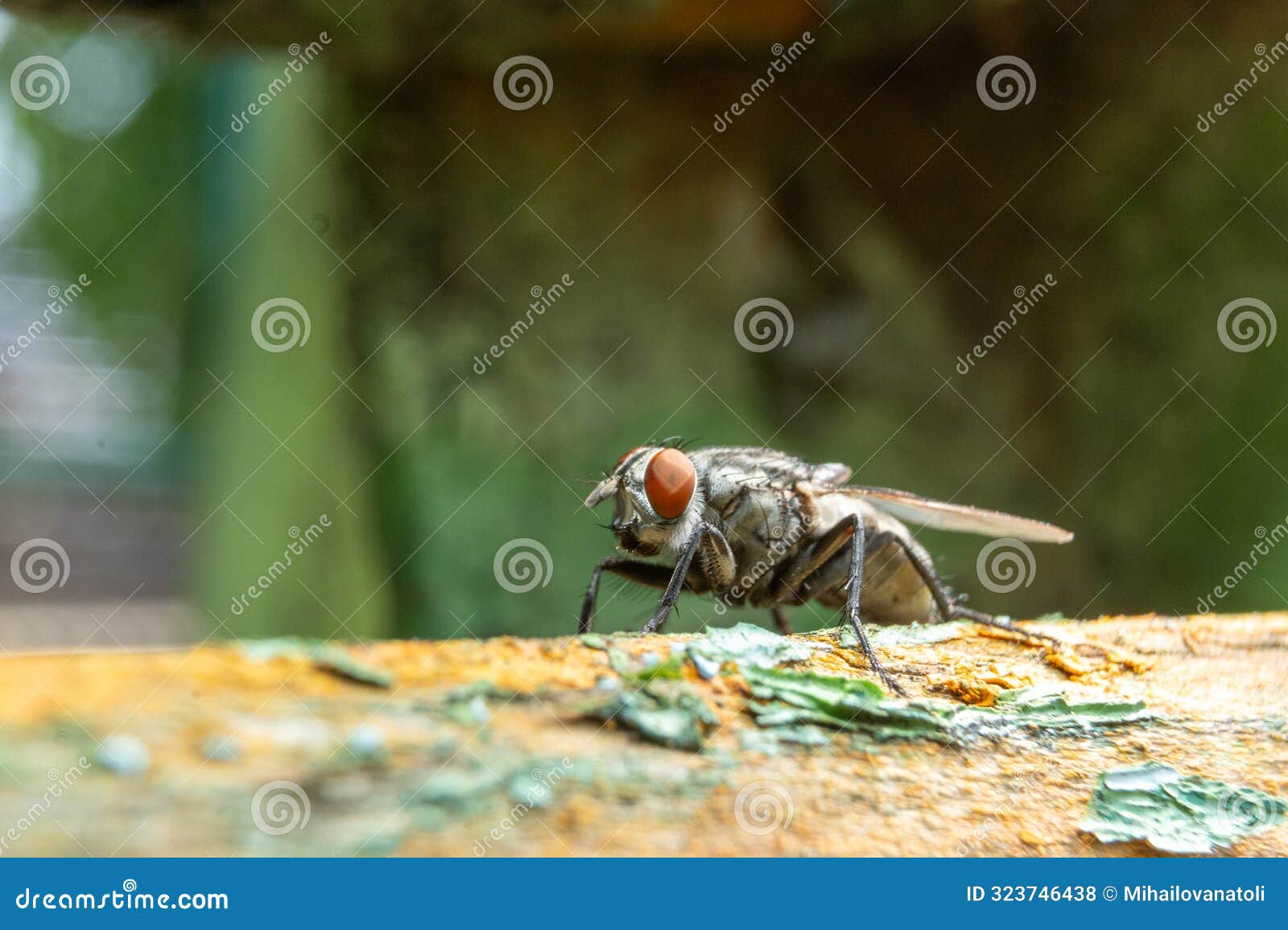 Mobile Head with Large Compound Eyes Stock Photo - Image of larvae ...