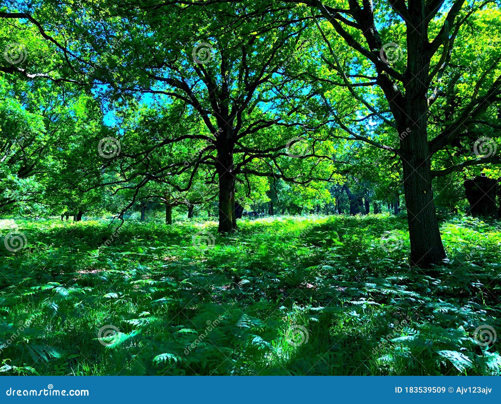Tall Tree Canopy in the Spring Stock Image - Image of shade, leaves ...