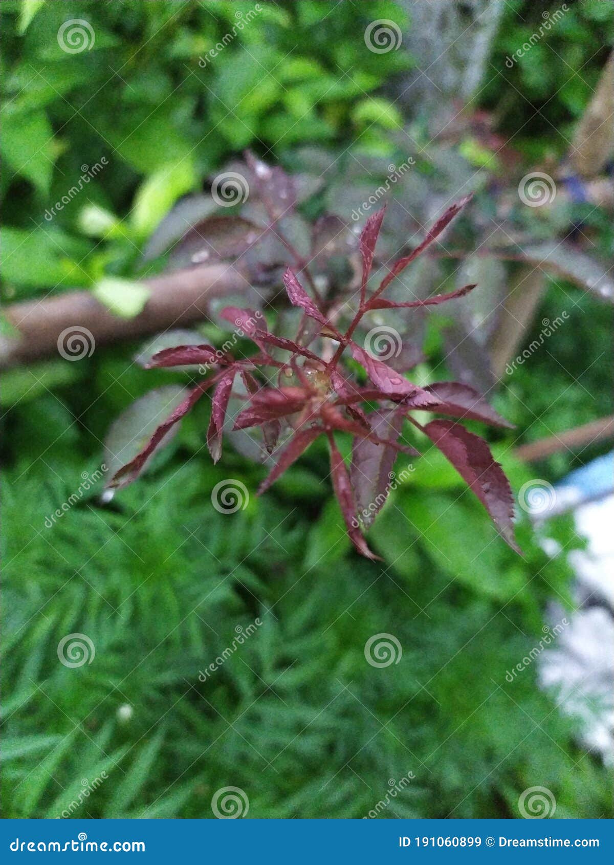 Nepal Narayan Leaf Photo Stock Photos - Free & Royalty-Free Stock ...