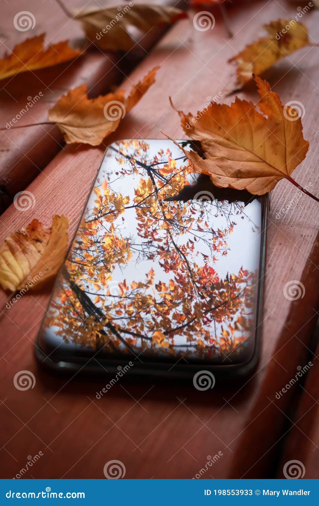 Mobile Phone with a Reflection of an Autumn Tree Stock Image - Image of ...