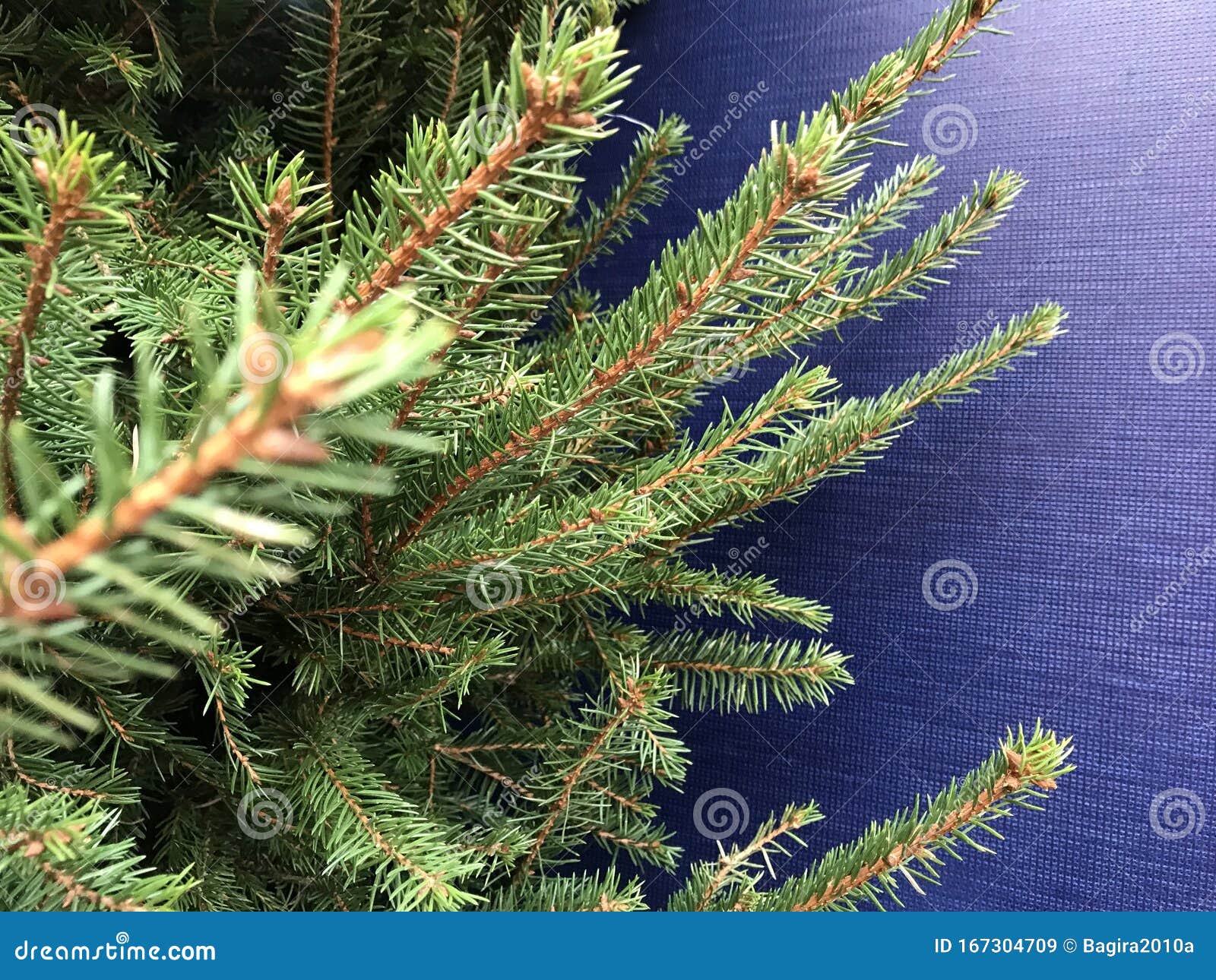 Green Branches of the Christmas Tree of Different Sharpness on the Side ...