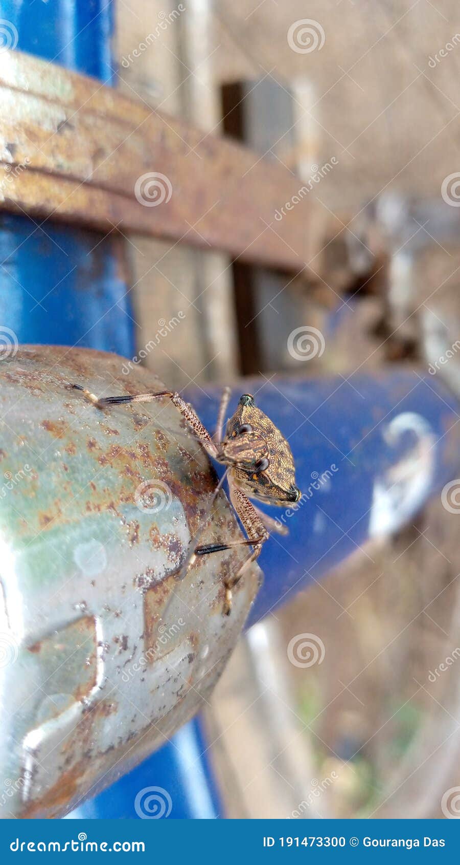 Mobile photo shoot of bug stock photo. Image of wildlife - 191473300