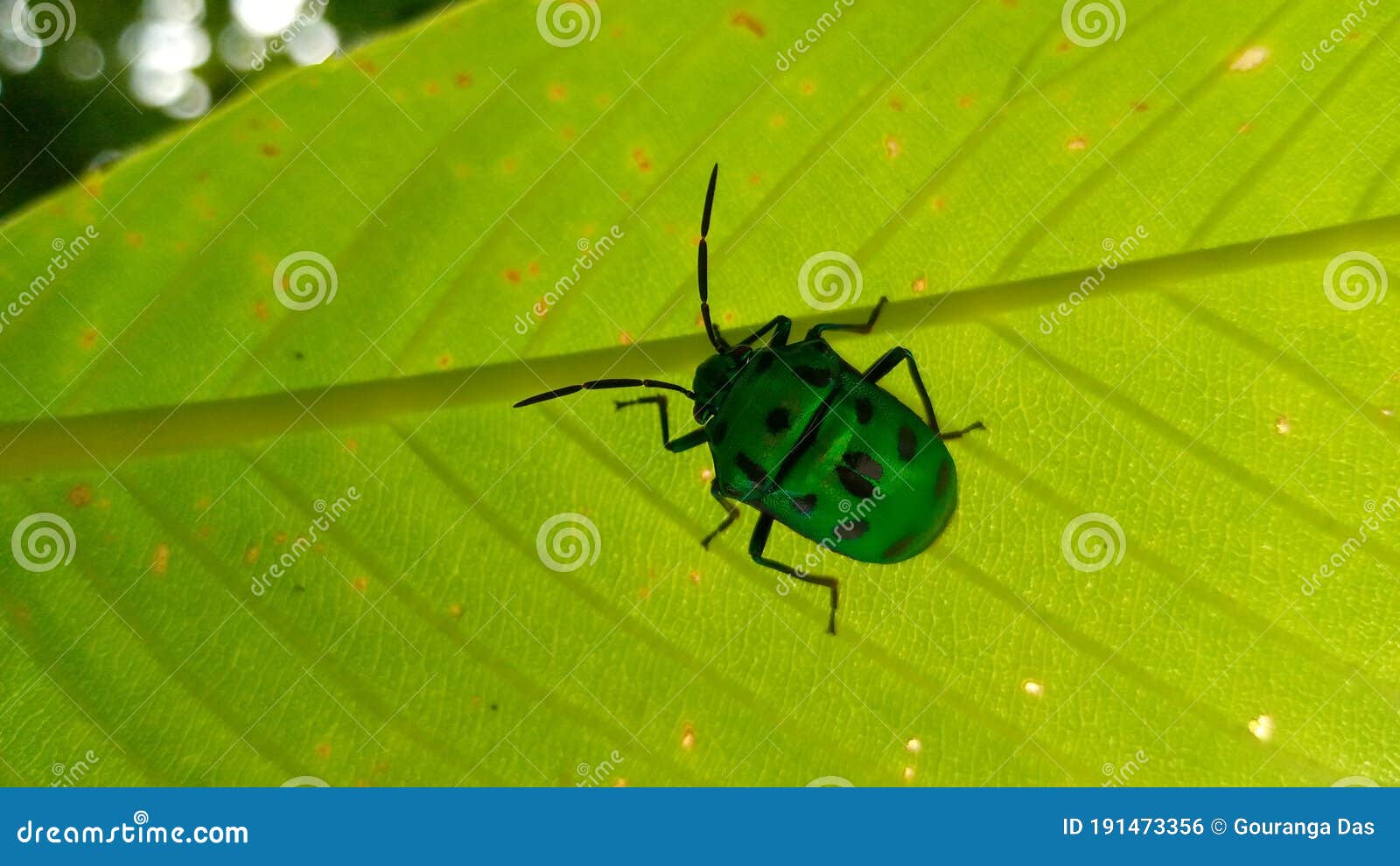 Mobile photo shoot of bug stock photo. Image of mobile - 191473356