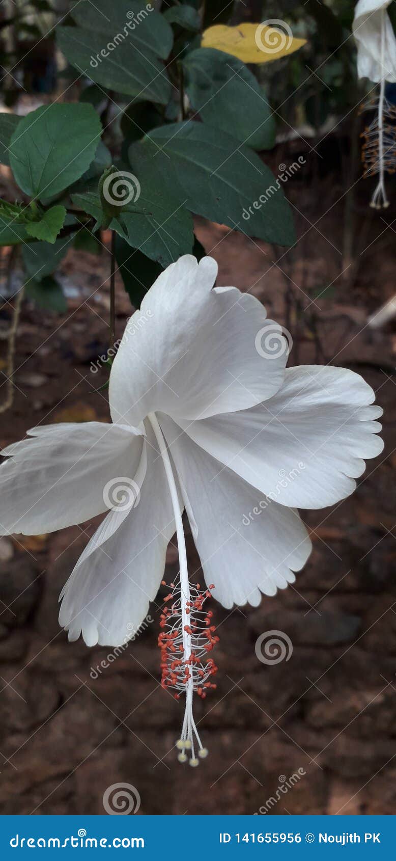 White chembarathi stock photo. Image of mobile, white - 141655956